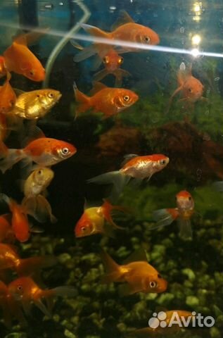 Рыба аквариумная - Золотая рыбка