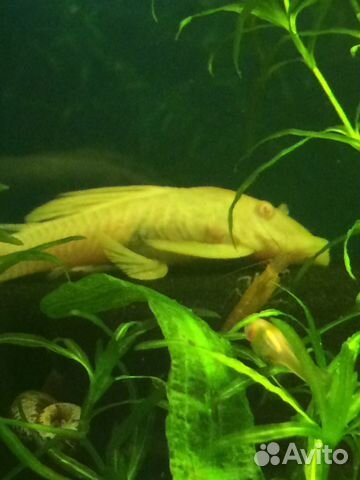 Анцитрус альбинос малёк