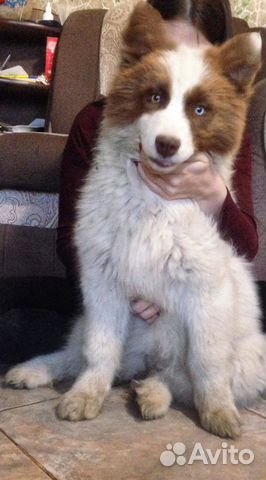 Щенки якутской лайки