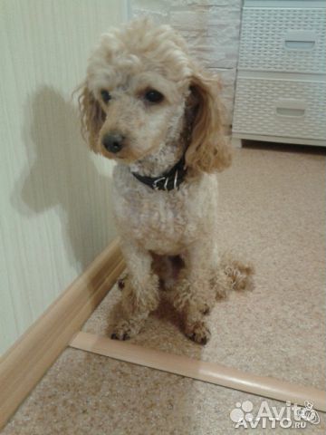 Той пудель щенки персикового окраса