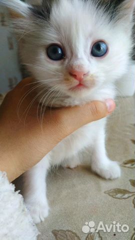 Котята крысоловы в хорошие руки