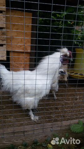 Продам семейки породистых кур и уток