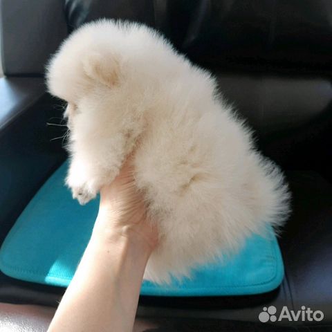 Шпиц