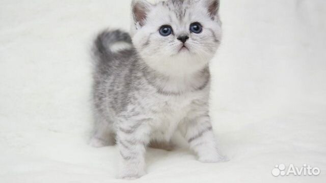 Продам британочку