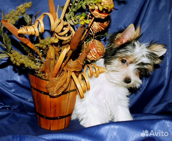 Биверешки 2 девочки и мальчик