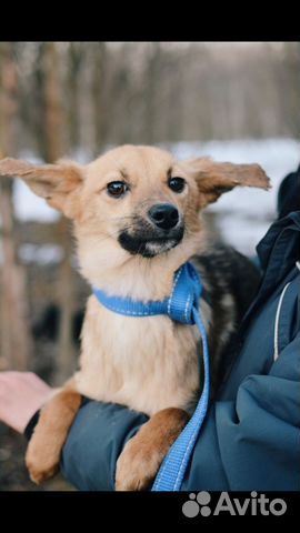 Малышка Мышка ищет дом