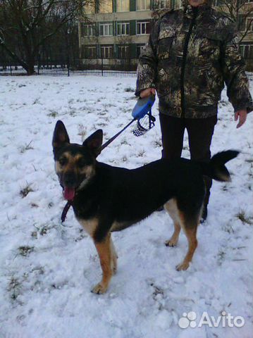 Альма очень ждёт хозяина