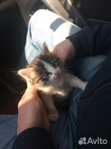Котенок, кошечка