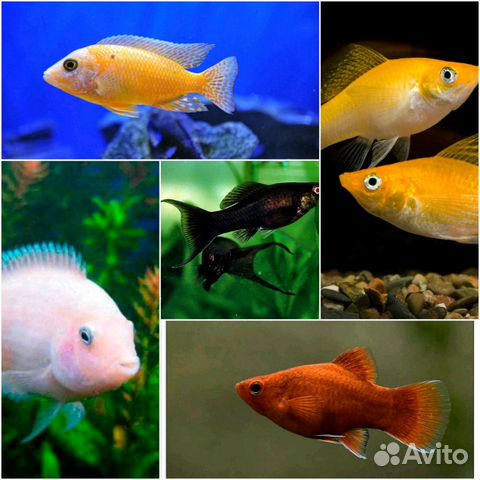 Продаём рыбок