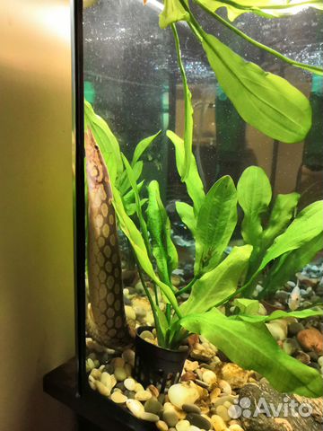 Сом парчовый, анциструс, скалярия