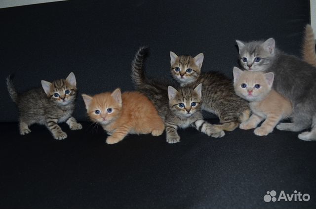 Британцы без документов