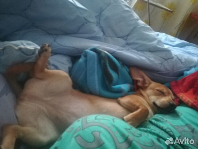 Отдам добрейшего щеночка