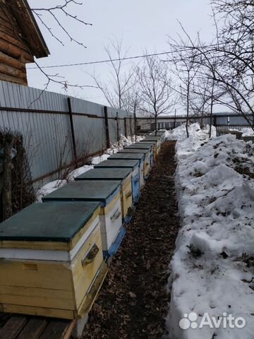 Пчелосемьи Карника