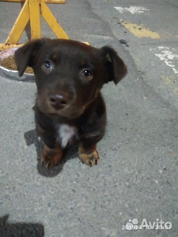 Щенок полу такса