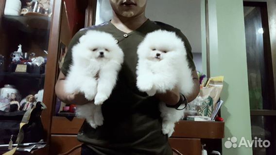 Белмишки Милашки Померанского Шпица