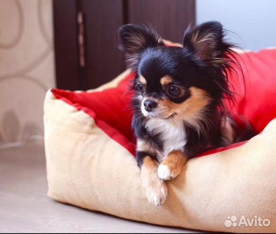 Длинношерстная чихуахуа