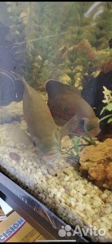 Пара астронотусов