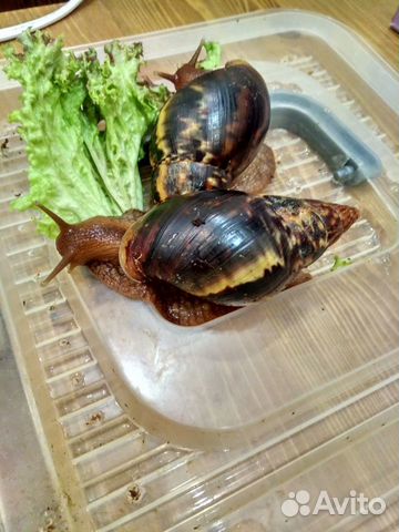 Отдам взрослых улиток ахатин