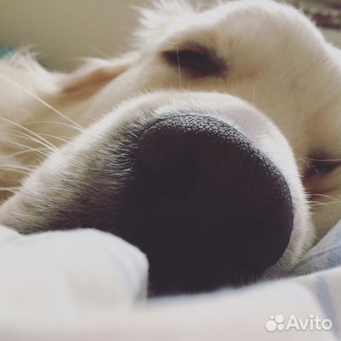 Кобель ищет леди для вязки