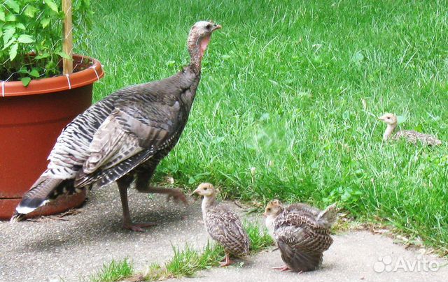 Суточные домашние индюшата