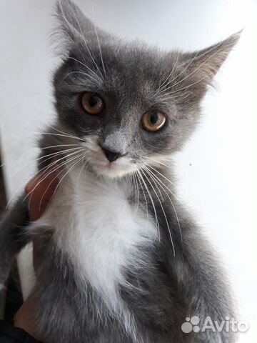 Отдам бесплатно в добрые руки котенка