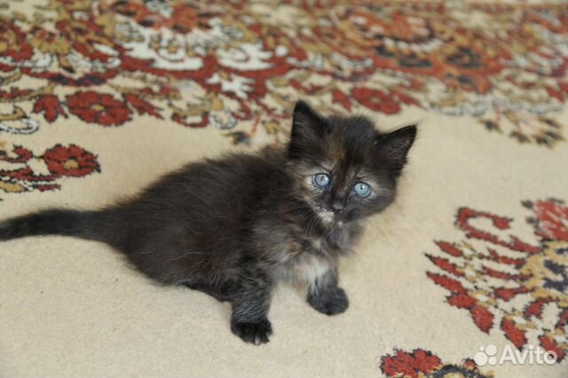 Трехцветные котята