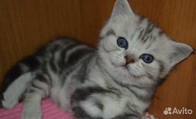 Британские котята