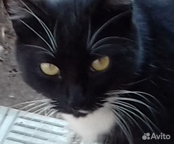 Ласковая, умница кошечка-маркиза в добрые руки