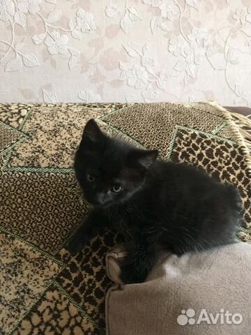 Котик курильский бобтейл