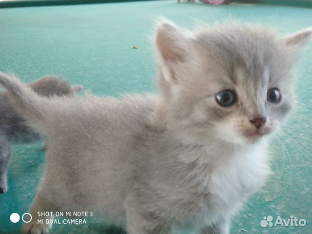 Красивые котята