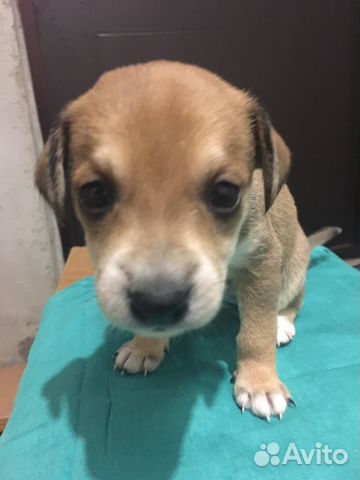 Отдам щенков в добрые руки