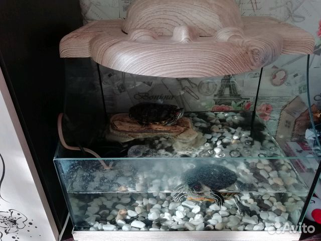 Продаю черепаху в комплекте с террариумом