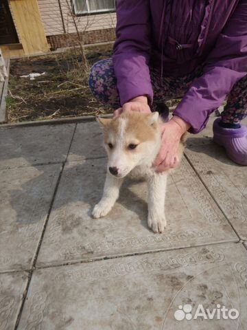 Отдам в хорошие руки лайка с маламутом