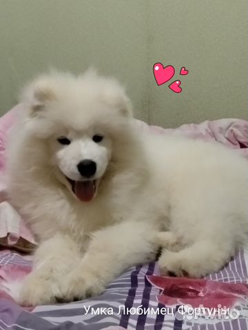 Шикарный мальчик Умка Любимец Фортуны