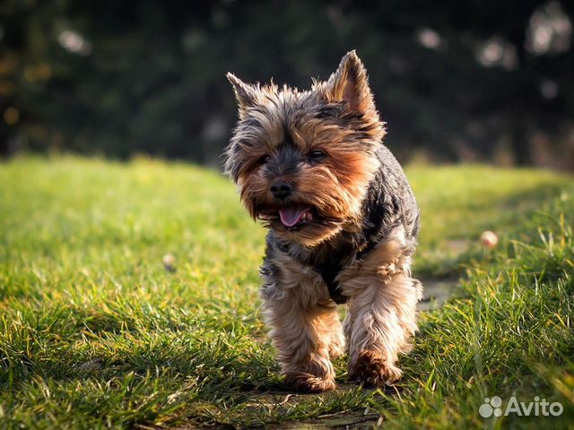 Приму йорка в заботливые руки