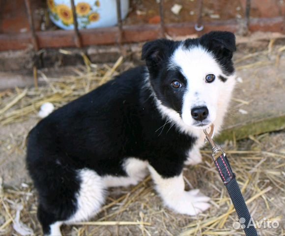 Щеночек-девочка добрым людям