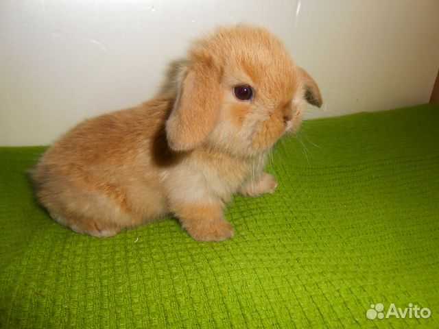 Крольчата карликовые барашки с родословной