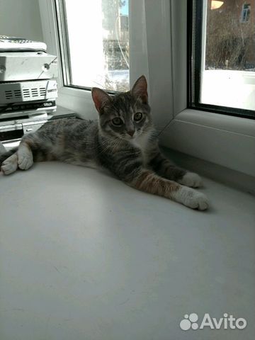 Кошечка