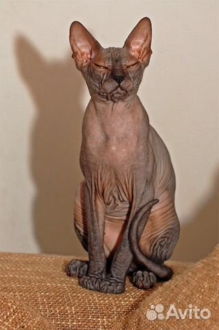 Отдам в добрые руки