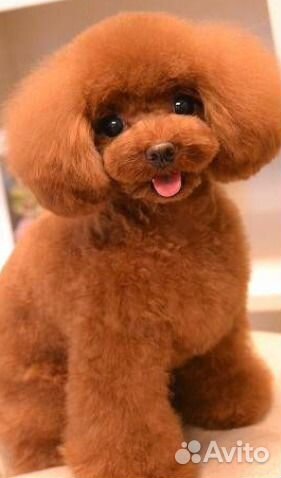 Рэд той пудель