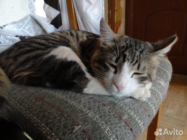 Котенок помесь мейнкуна 8 мес. макрель кастрирован
