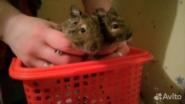 Два дегу + большая клетка + все необходимое