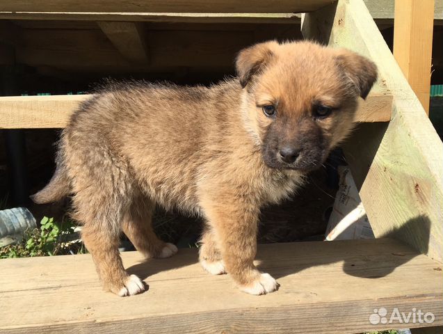 Щенок в добрые руки