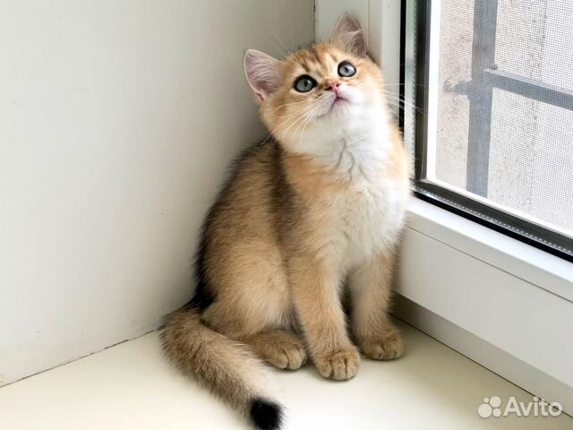 Британские котята редкого золотого окраса