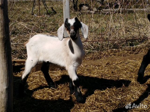 Козлята и козы дойные
