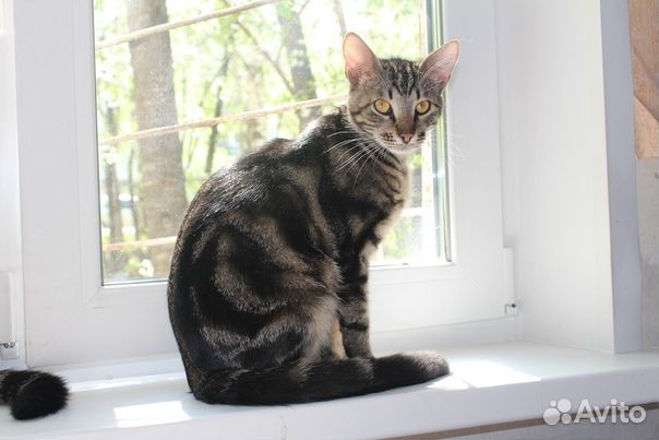 Яркие мраморные котики в дар