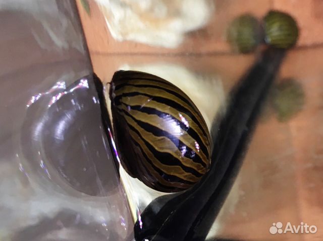 Улитка зебра