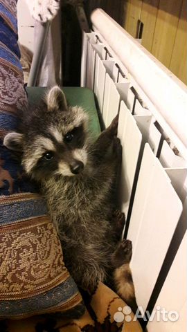 Еноты-полоскуны