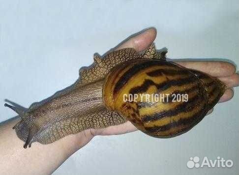 Ахатина тигр