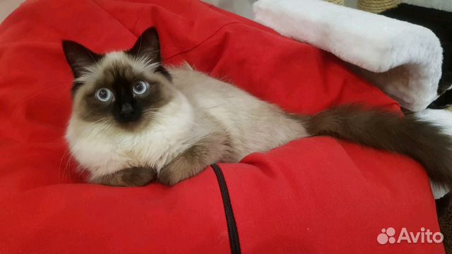 Кошка ищет котика